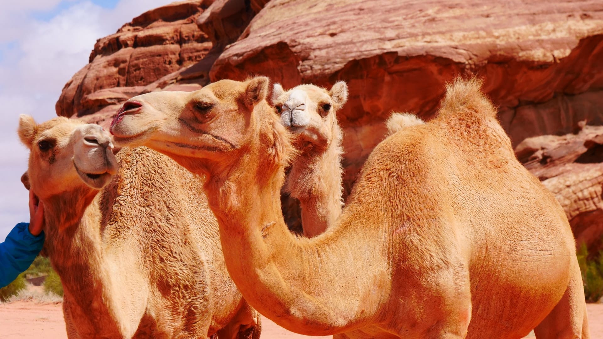 Streamlined Meds: Camel Antibodies Key To Treating Prostate Cancer ...